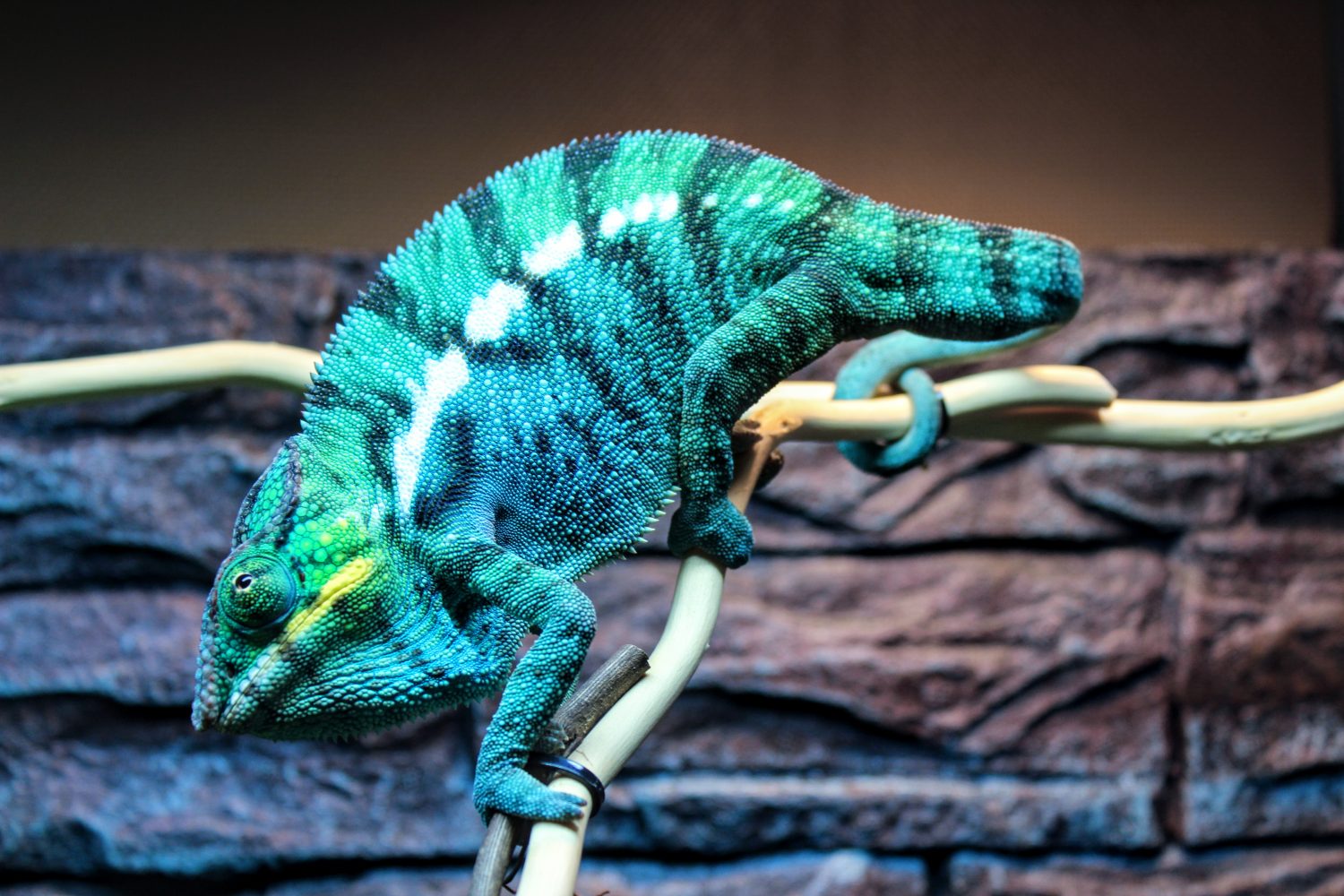 Ambilobe Ambanja Panther Chameleon | Chromatic Chameleons