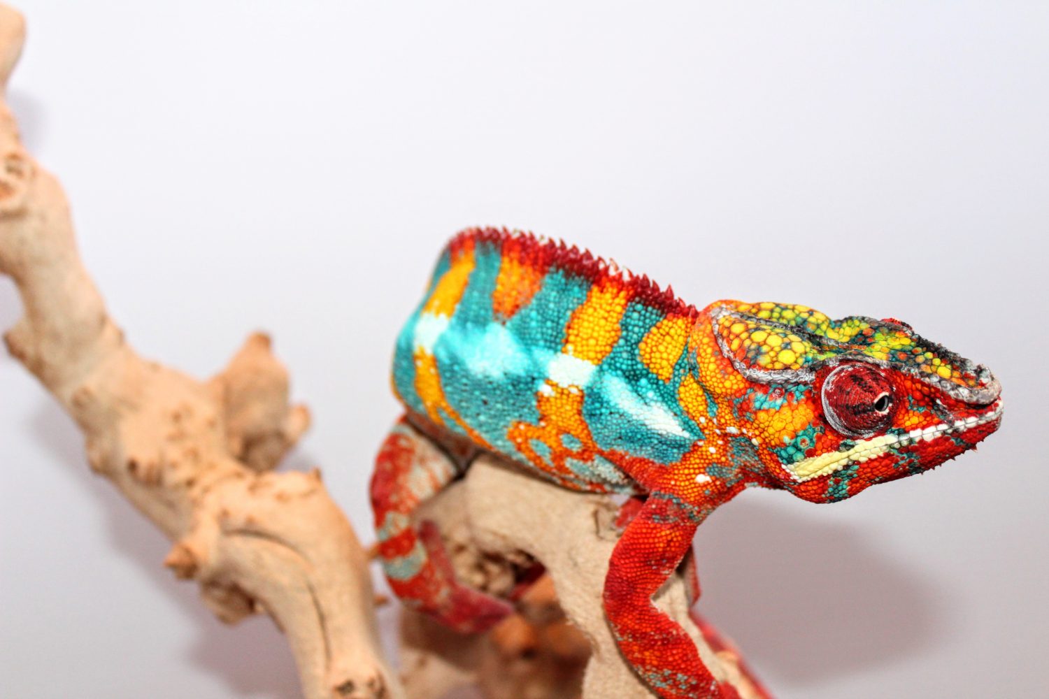 Ambilobe Ambanja Panther Chameleon | Chromatic Chameleons