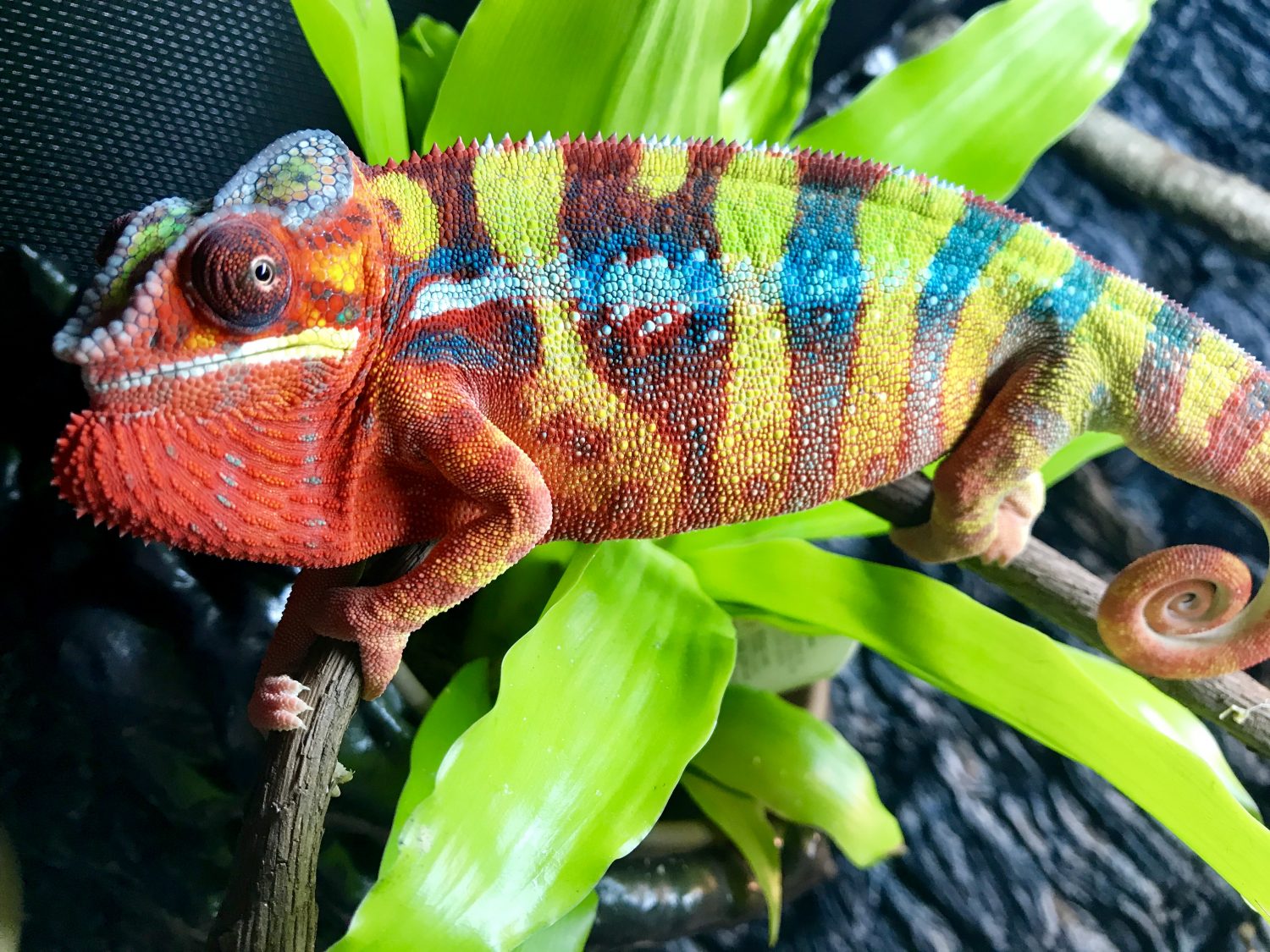 Ambilobe Ambanja Panther Chameleon | Chromatic Chameleons