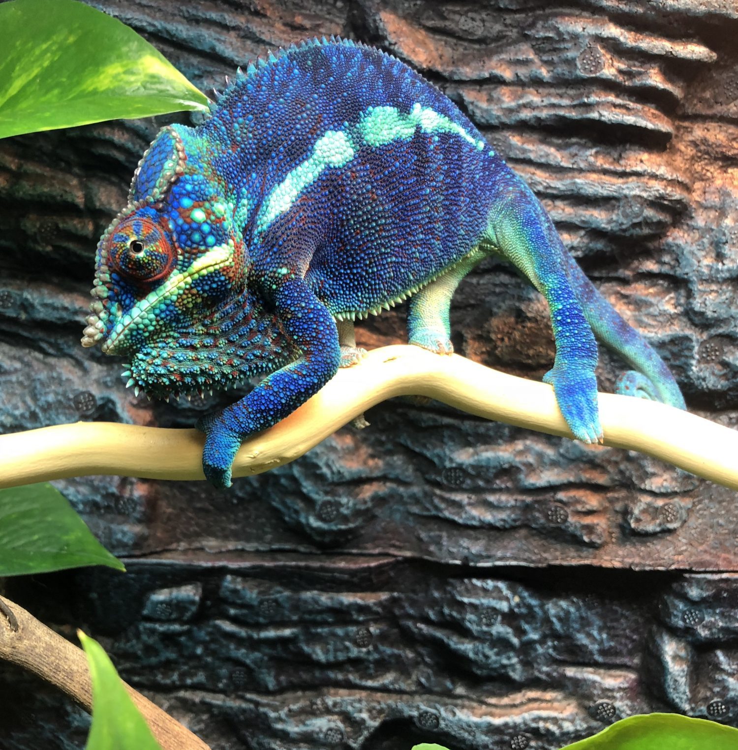 Ambilobe Ambanja Panther Chameleon | Chromatic Chameleons