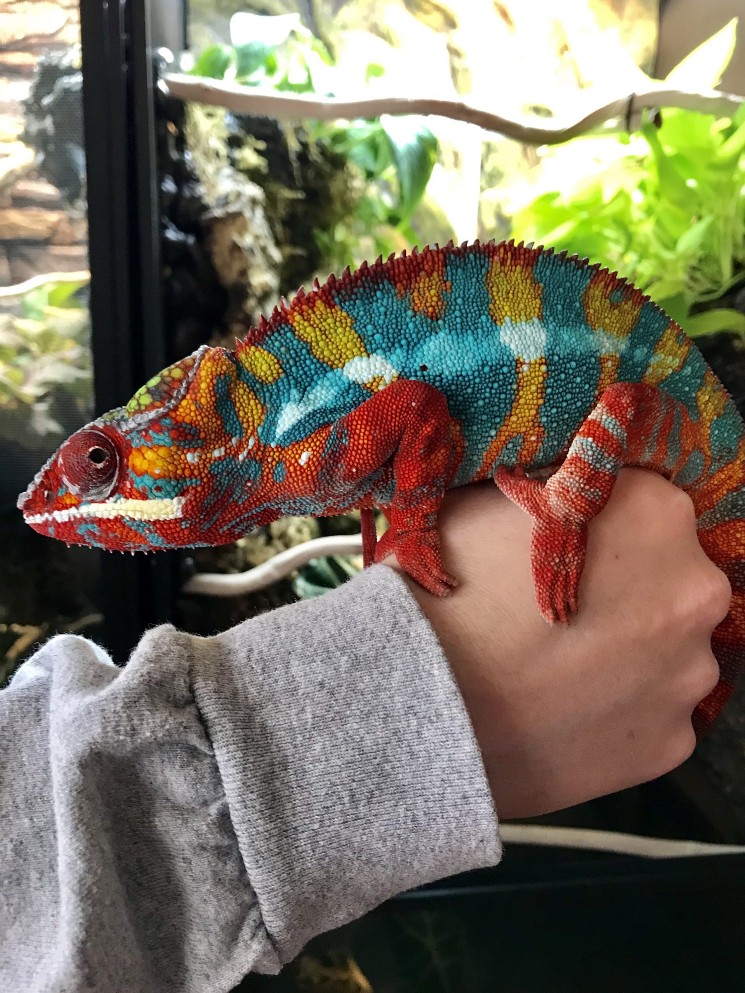 Ambilobe Panther Chameleons for sale | Chromatic Chameleons