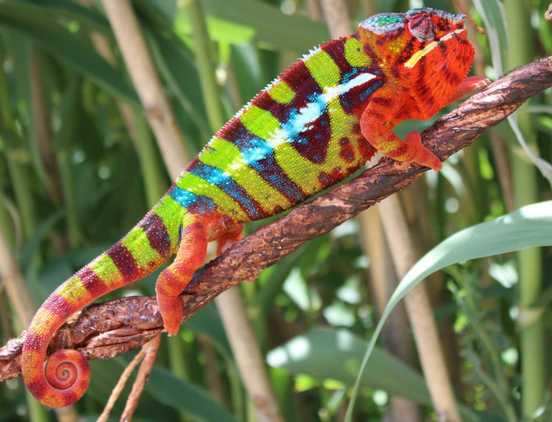 Ambilobe Panther Chameleons For Sale - Chromatic Chameleons